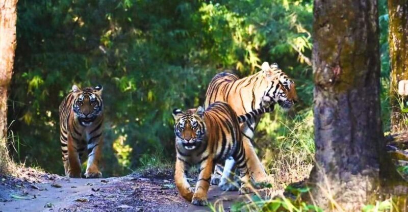 Ranthambore: Skip-the-Line Tiger Safari in Sharing Canter - Key Points