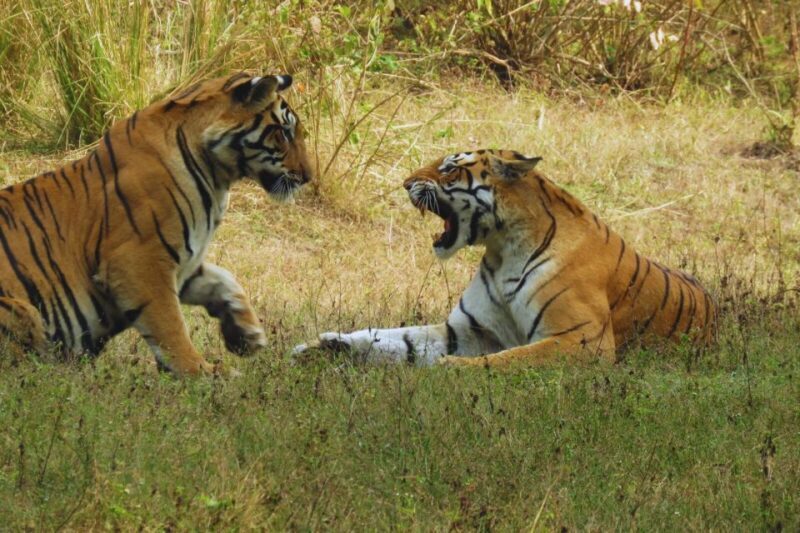 Ranthambore: Skip-the-Line Tiger Safari in Sharing Canter - An Authentic Jungle Encounter