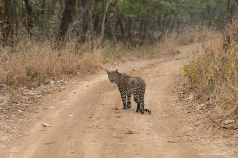 Ranthambore: Skip-the-Line Tiger Safari in Sharing Canter - The Reality of Tiger Sightings