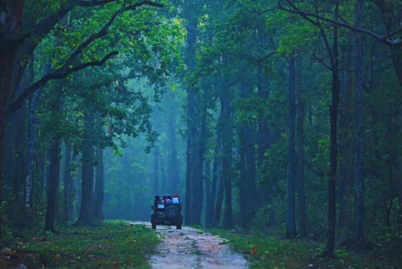 Ranthambore: Skip-the-Line Tiger Safari in Sharing Canter - Practical Details and Tips