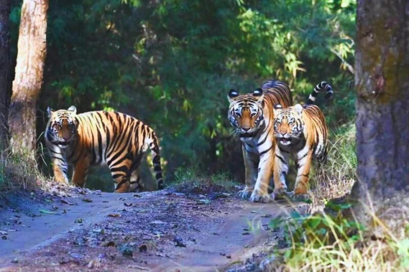 Ranthambore: Skip-the-Line Tiger Safari in Sharing Canter - The Sum Up
