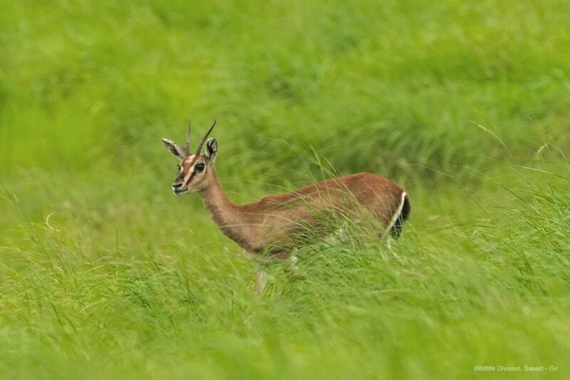 Ranthambore: Skip-the-Line Tiger Safari in Sharing Canter - FAQ