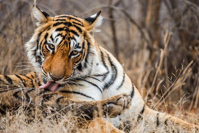 Ranthambore tiger reserve Assistance for Cantar Safari Tickets - The Itinerary in Detail