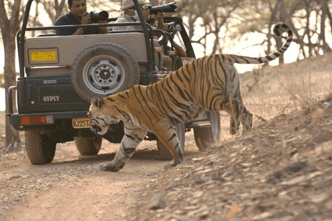 Ranthambore tiger reserve day trip from Jaipur All Inclusive - Transportation and Comfort