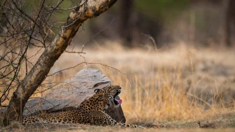 Ranthambore Tiger Reserve: jeep & canter Safari booking now - What Makes Ranthambore Safari Special?