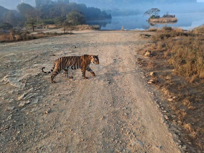 Ranthambore Tiger Reserve: jeep & canter Safari booking now - Morning vs. Afternoon Safaris: Which is Better?