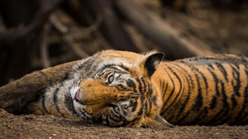 Ranthambore Tiger Reserve: jeep & canter Safari booking now - What’s Included and Practical Details