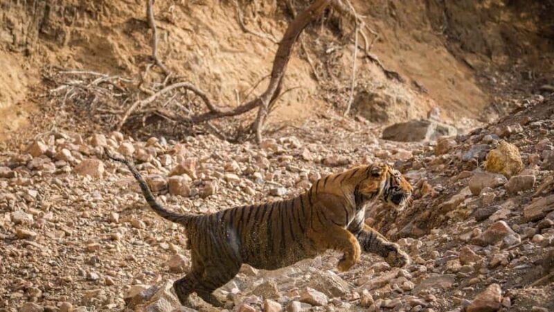 Ranthambore Tiger Reserve: jeep & canter Safari booking now - Who Should Consider This Safari?