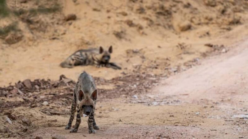Ranthambore Tiger Reserve: jeep & canter Safari booking now - Final Thoughts: Is It Worth It?