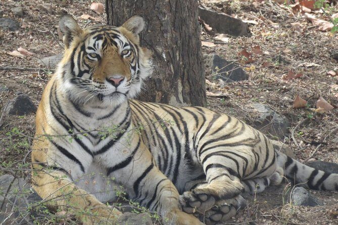 Ranthambore Tiger Reserve Private Gypsy Safari All inclusive - Practical Tips for Your Safari