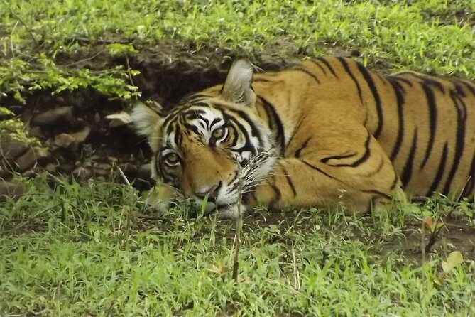 Ranthambore Tiger Safari Day trip from Jaipur - All Inclusive - In-Depth: Reviews and Realities of the Safari