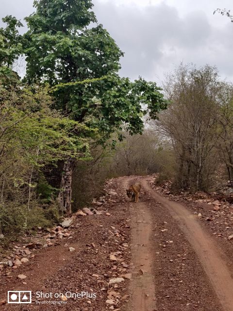 Ranthambore Tiger Safari Day Trip from Jaipur -All Inclusive - An Honest Look at the Experience
