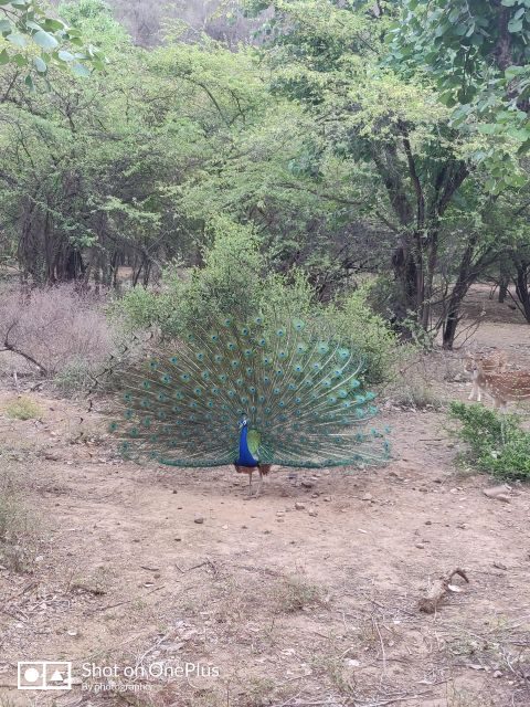 Ranthambore Tiger Safari Day Trip from Jaipur -All Inclusive - Authentic Encounters and What Reviewers Say