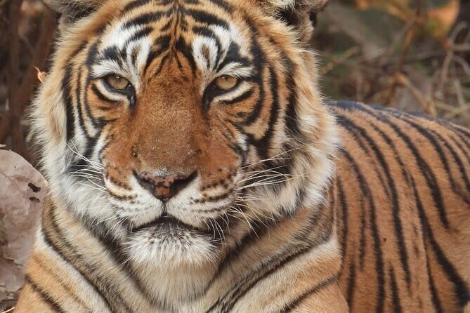 Ranthambore Tiger Safari Day Trip from Jaipur - Key Points