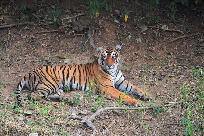 Ranthambore Tiger Safari Day Trip from Jaipur - A Closer Look at the Itinerary