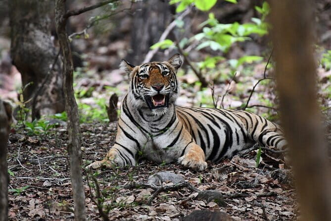 Ranthambore Tiger Safari Day Trip from Jaipur - Who Is This Tour Best For?