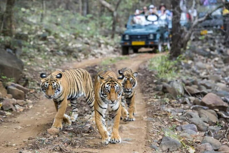 Ranthambore Tiger Safari Day Trip with Fort Tour & Lunch - The Itinerary in Detail