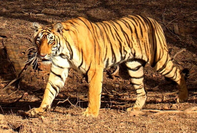 Ranthambore Tiger Safari Day Trip with Fort Tour & Lunch - The Experience – How It All Comes Together