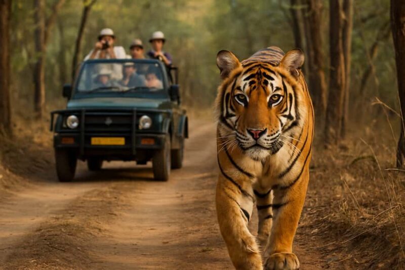 Ranthambore Tiger Safari in Open canter with Wildlife Guide - An Overview of the Ranthambore Tiger Safari