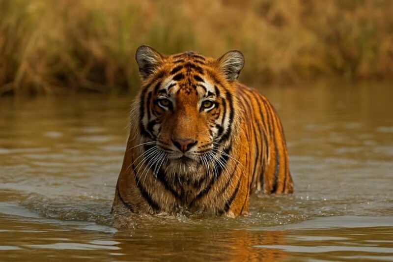 Ranthambore Tiger Safari in Open canter with Wildlife Guide - Practical Tips for Your Safari