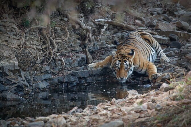 Ranthambore Tiger Safari Private Same Day Trip from Jaipur - Why You’ll Love This Tour: The Real Details