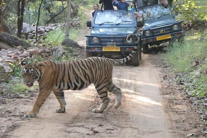 Ranthambore Tiger Safari Private Same Day Trip from Jaipur - Pricing and Value