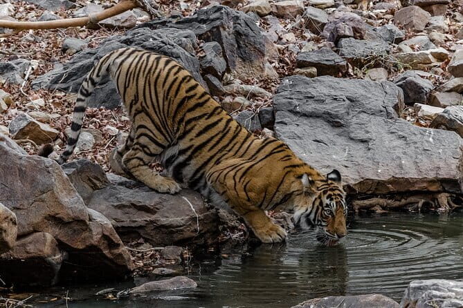 Ranthambore Tiger Safari Private Same Day Trip from Jaipur - FAQs