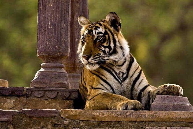 Ranthambore Tiger Safari Tickets With Optional Transfers - What the Pricing Means for You