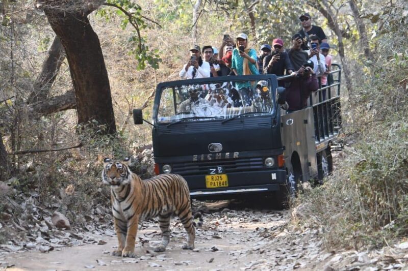 Ranthambore : Tiger Safari Tour in Canter - The Value of the Ranthambore Safari