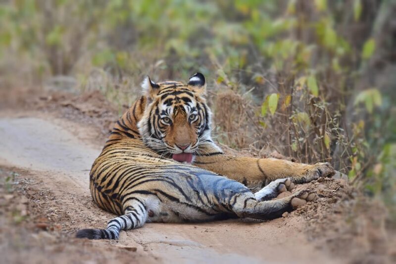 Ranthambore : Tiger Safari Tour in Canter - Who Will Love This Safari?