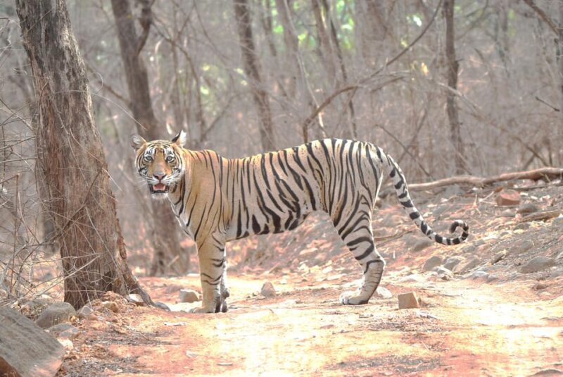 Ranthambore : Tiger Safari Tour in Canter - Final Thoughts: Is This Safari for You?
