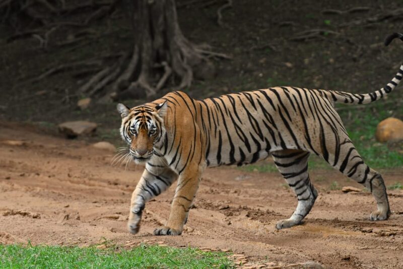 Ranthambore : Tiger Safari Tour in Canter - FAQs