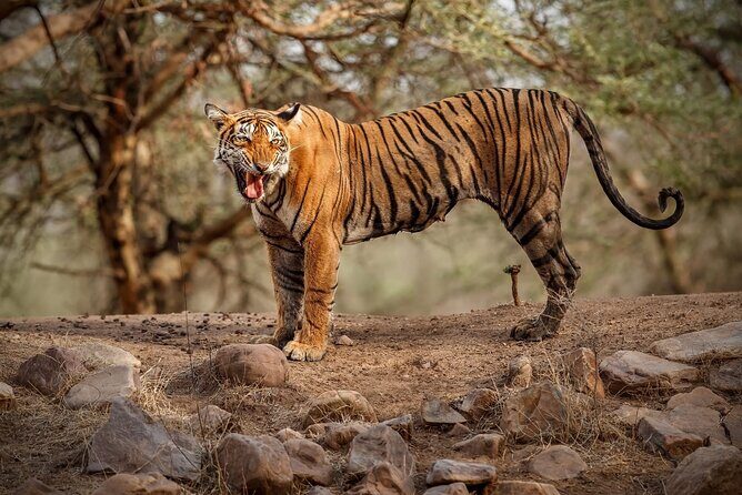 Ranthambore Tiger Safari : Wilderness Experience India - Starting Point and Transportation