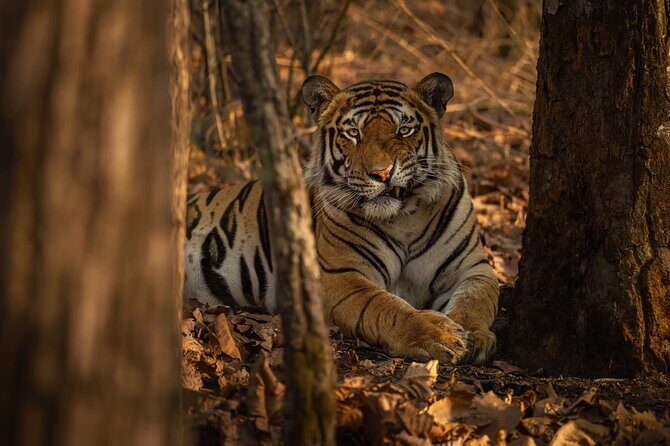Ranthambore Tiger Safari : Wilderness Experience India - The Safari in Ranthambore National Park