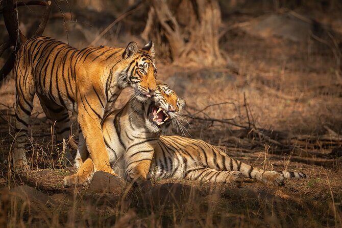 Ranthambore Tiger Safari : Wilderness Experience India - What Travelers Can Expect