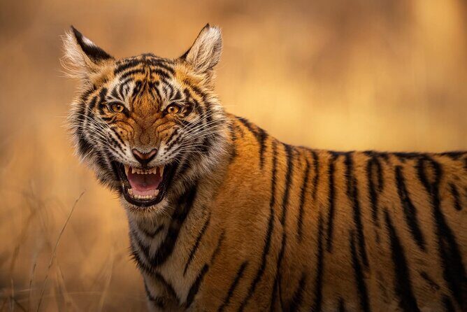 Ranthambore Tiger Safari : Wilderness Experience India - Additional Comforts & Considerations