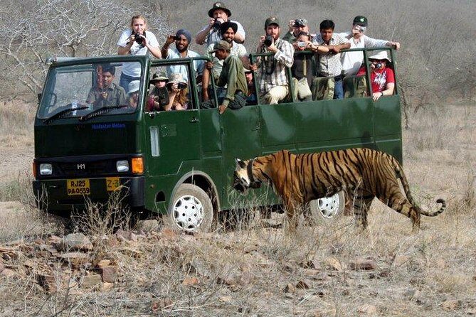 Ranthambore Wildlife Safari with Tickets & Transfer Options - Introduction: What Makes This Safari Stand Out?