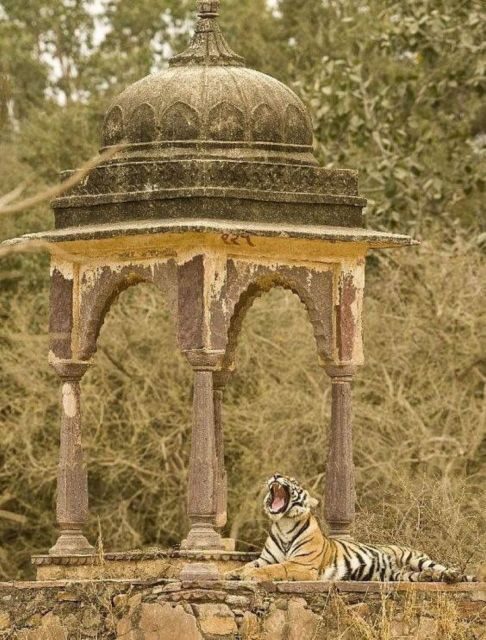 Ranthambore WildLife (tiger safari)Full Day Tour From Jaipur - The Itinerary in Detail