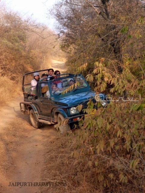 Ranthambore WildLife (tiger safari)Full Day Tour From Jaipur - Authentic Experiences and Review Highlights