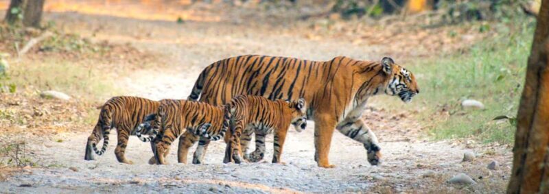 Ranthambore: Wildlife Tour with Twin Safaris & Stay - Who Will Love This Tour?
