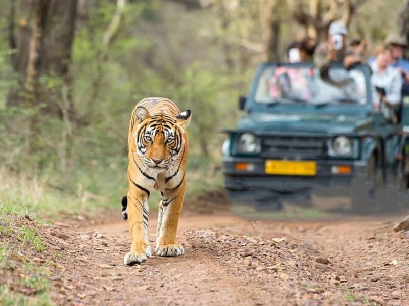 Ranthambore: Wildlife Tour with Twin Safaris & Stay - Final Thoughts: Is This Tour Worth It?