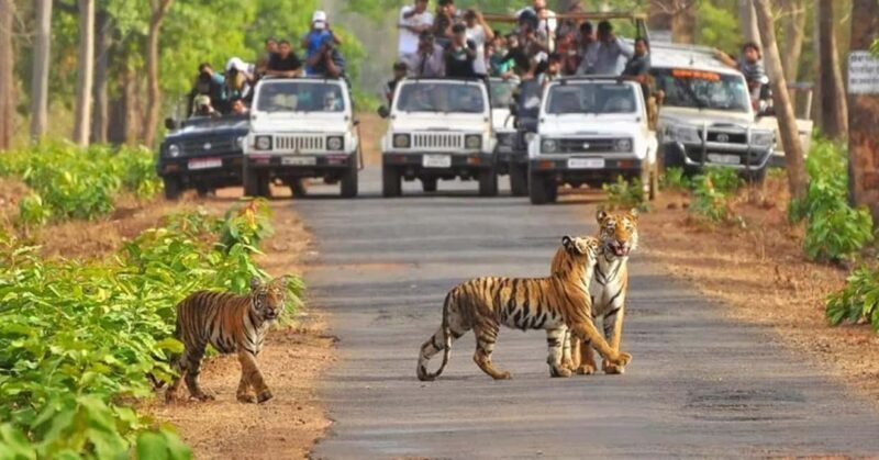 Ranthambore: Wildlife Tour with Twin Safaris & Stay - FAQs