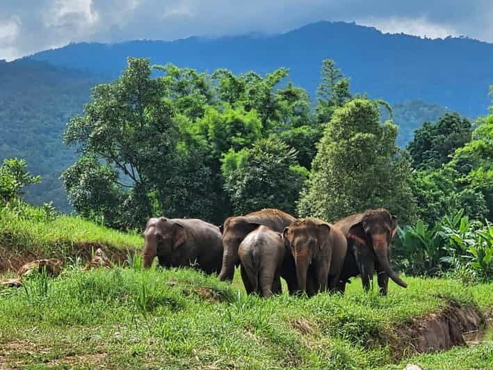 Rantong elephant sanctuary Chiangmai - Final Thoughts: Is It Worth It?