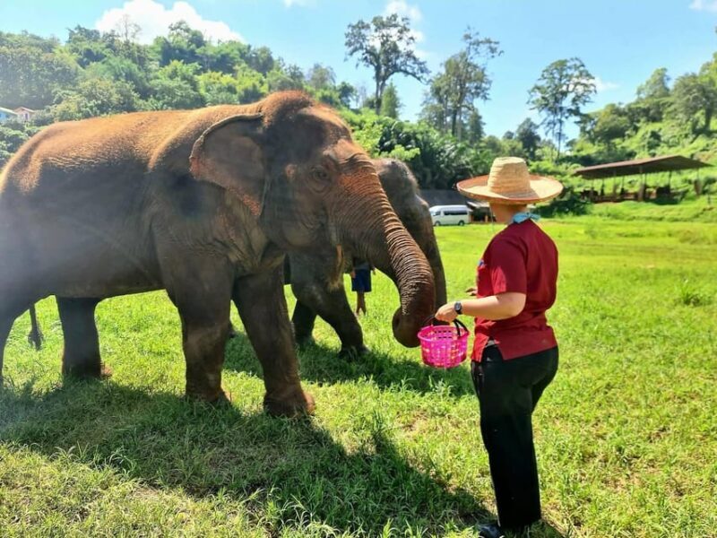 Rantong elephant sanctuary Chiangmai - FAQ