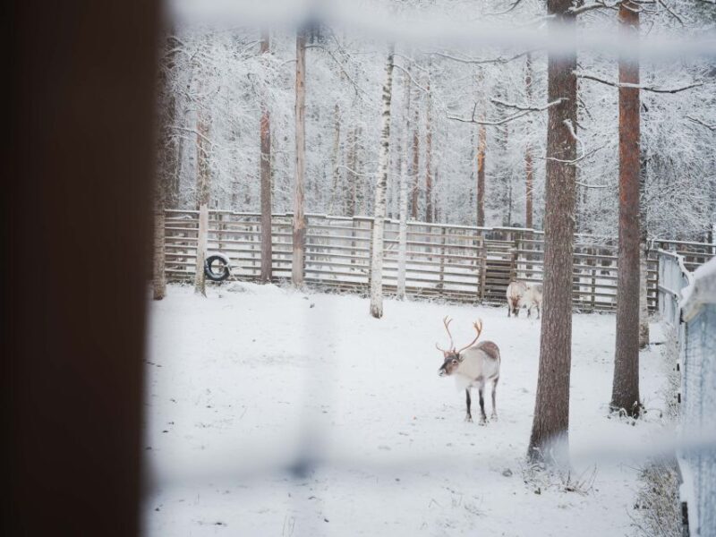 Ranua Wildlife Park Day: Visit the Arctic Animals - The Value and Practical Details