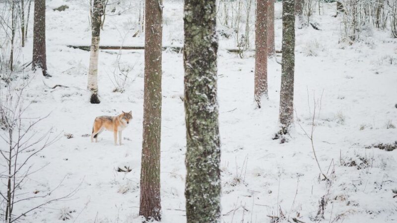 Ranua Wildlife Park Day: Visit the Arctic Animals - FAQ
