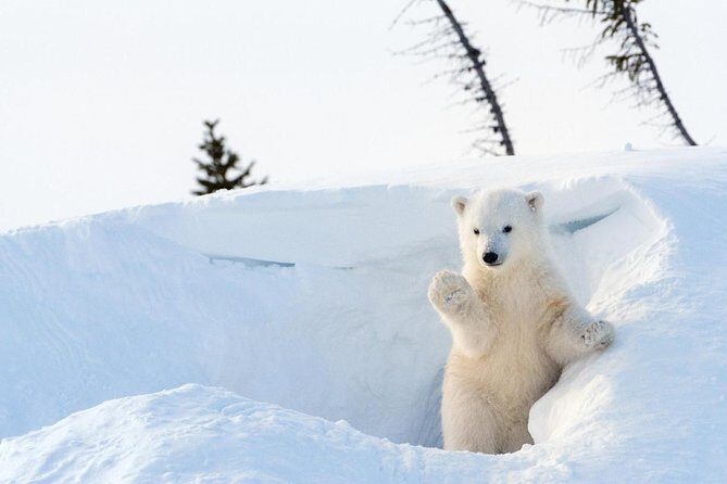 Ranua Wildlife Park Day : Visit the Arctic Animals! - Key Points