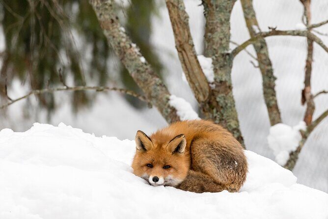 Ranua Wildlife Park Day : Visit the Arctic Animals! - Who Will Love This Tour?