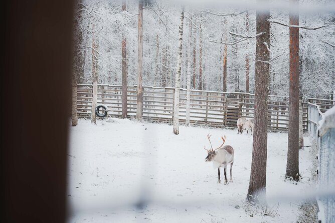 Ranua Wildlife Park Day : Visit the Arctic Animals! - FAQs