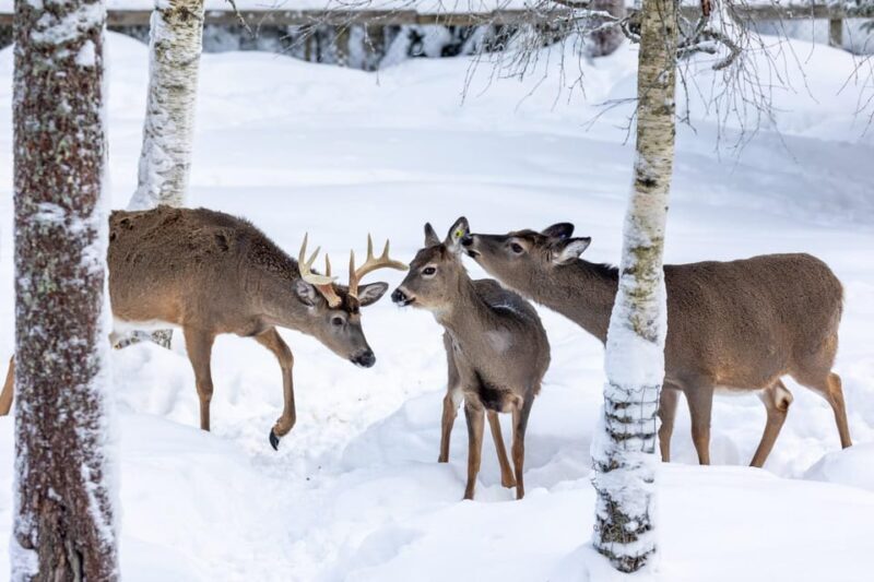Ranua: Wildlife Park Entrance Ticket - Seasonal Changes and Their Impact